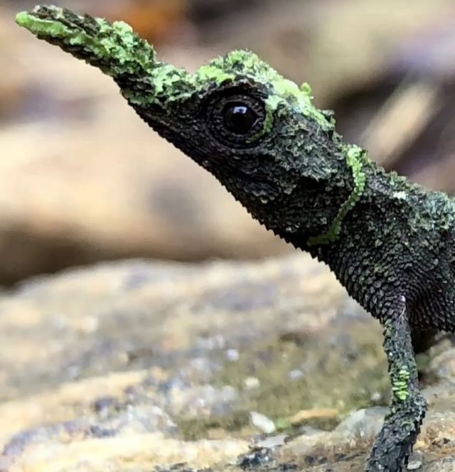 Seattle’s Jurassic Park: Inside the Burke Museum with DNA Wrangler ...